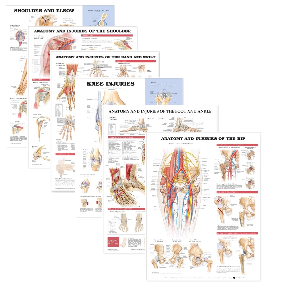 Peripheral Joint 6 Charts Bundle - Myaskro